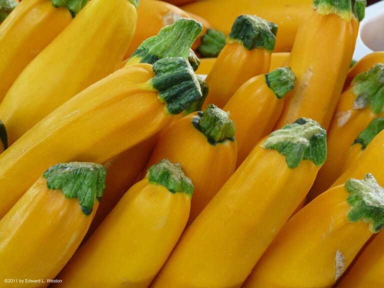 35 Summer and Winter Squash Varieties - Clean Green Simple