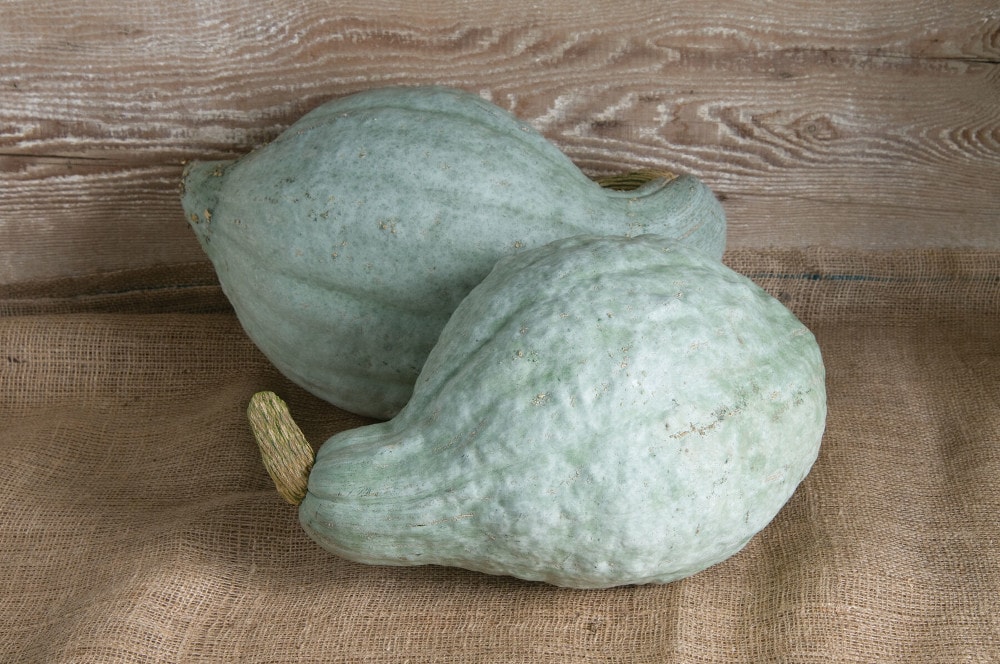 35 Summer and Winter Squash Varieties - Clean Green Simple