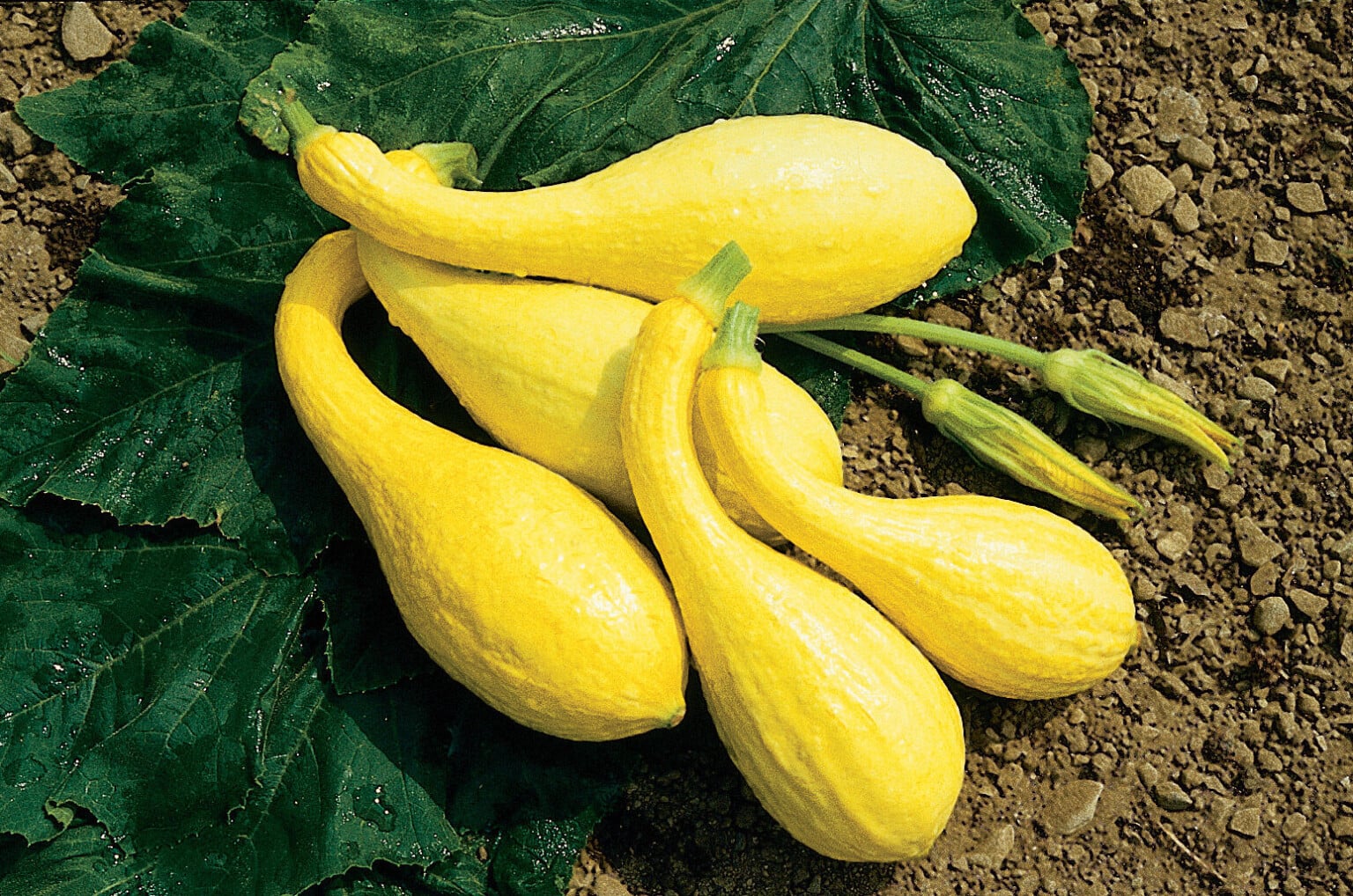 35 Summer and Winter Squash Varieties - Clean Green Simple
